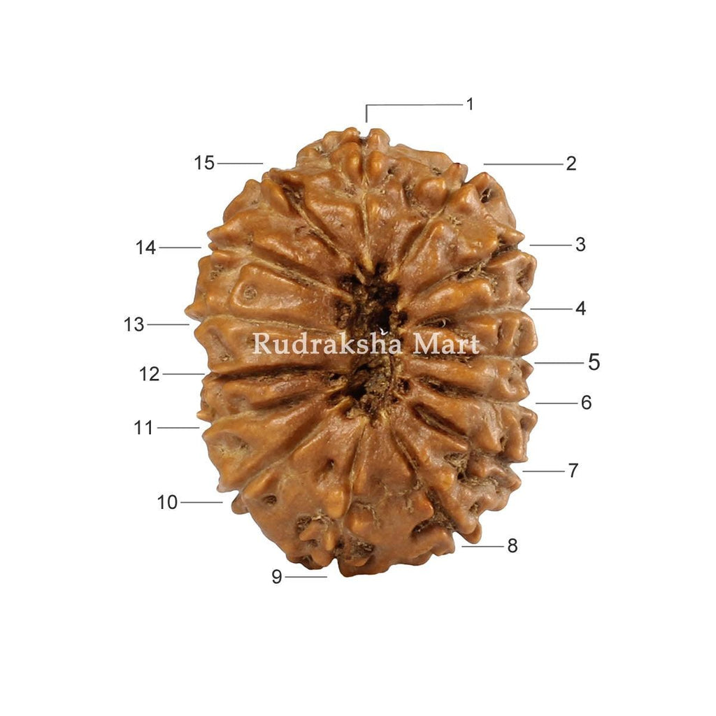 Java Rudraksha Beads | Rudraksha Mart