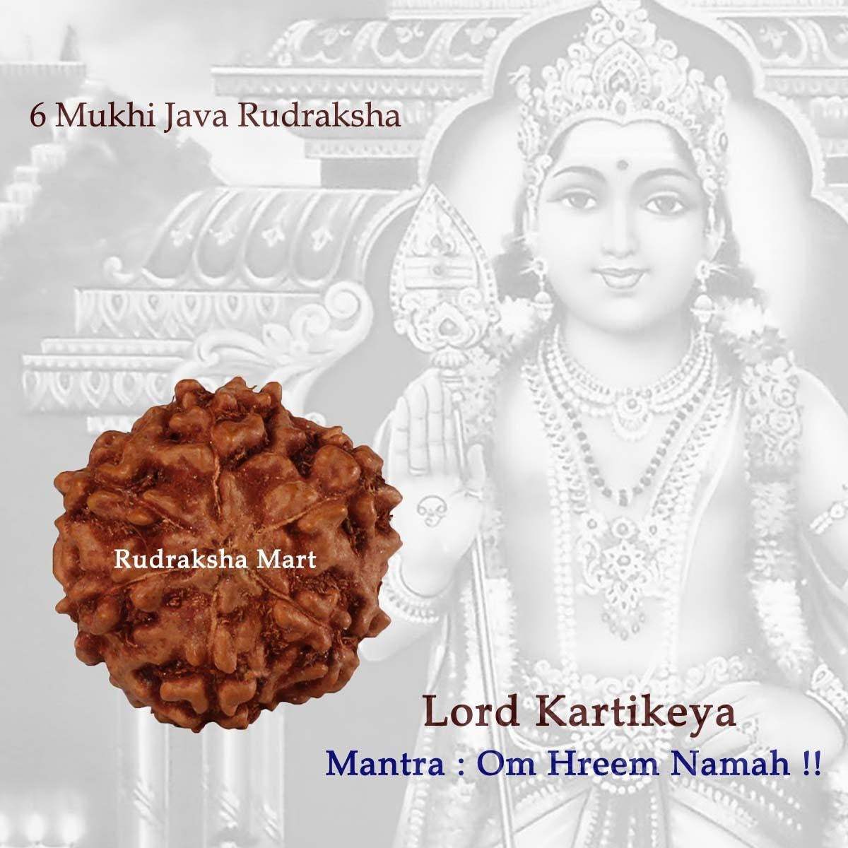 Buy Online 6 mukhi Java Rudraksha Bead | Six Mukhi Java Rudraksha in ...