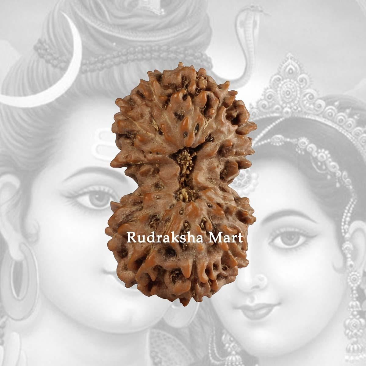 Buy Online Gauri Shankar Java Rudraksha Bead with Lab Certified | Gauri ...